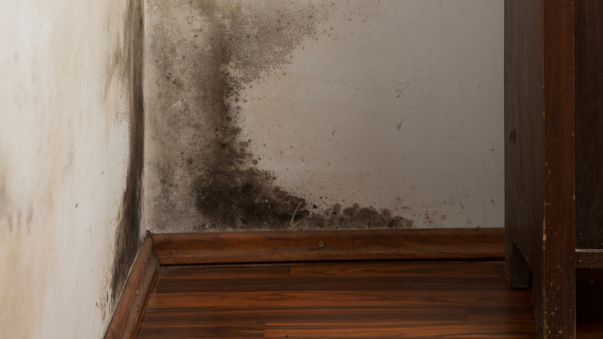 How to Prevent Mould In Your Home - Building Energy Experts